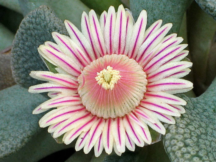 Aloinopsis rosulata - World of Succulents