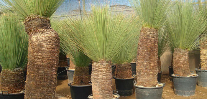 15 Gallon Dasylirion longissimum - Mexican Grass Tree (GN) - craibas.al ...