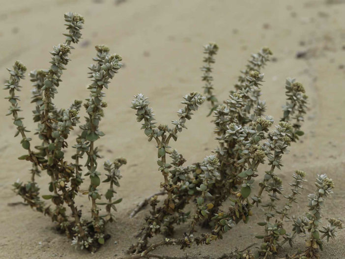 Polycarpaea nivea (Common White Saladillo) - World of Succulents