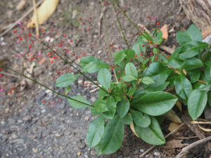 Talinum paniculatum (Jewels of Opar) - World of Succulents