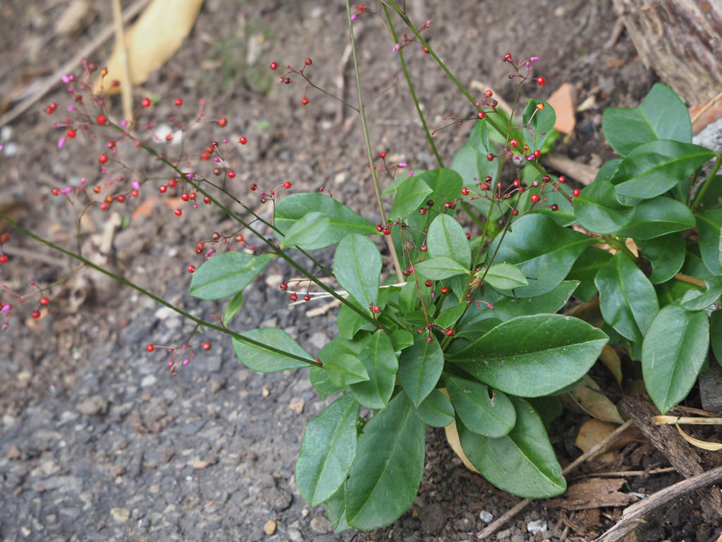 Talinum paniculatum (Jewels of Opar) - World of Succulents