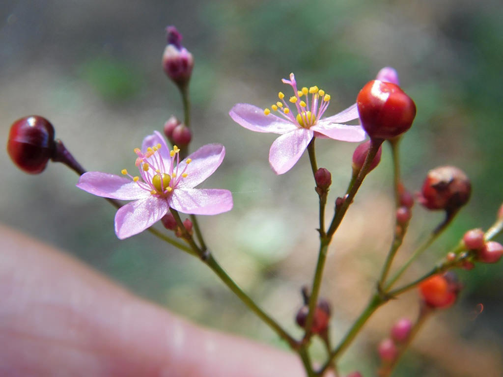 Talinum paniculatum (Jewels of Opar) - World of Succulents