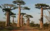 Adansonia grandidieri (Grandidier's Baobab) - World of Succulents