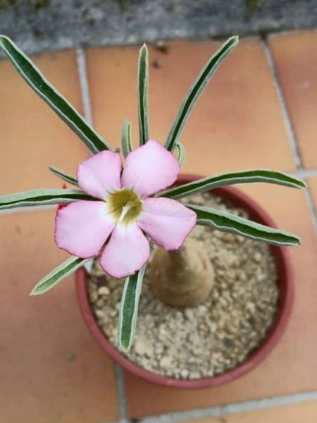 Adenium obesum subsp. oleifolium (Desert Rose) - World of Succulents