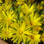 Delosperma basuticum - World of Succulents