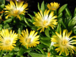 Delosperma basuticum - World of Succulents