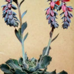 Echeveria 'Curly Locks' - World of Succulents