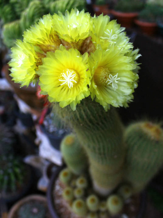 Parodia leninghausii (Yellow Tower Cactus) - World of Succulents
