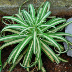 Agave bracteosa 'Mediopicta Alba' (Candelabrum Agave)