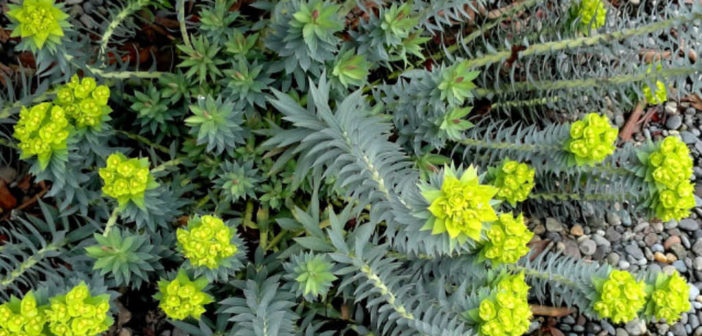 Euphorbia Rigida Euphorbia Rigida Is The February Plant Of The Month