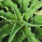 Manfreda undulata - World of Succulents