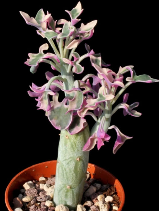 Curio articulatus 'Candlelight' - World of Succulents