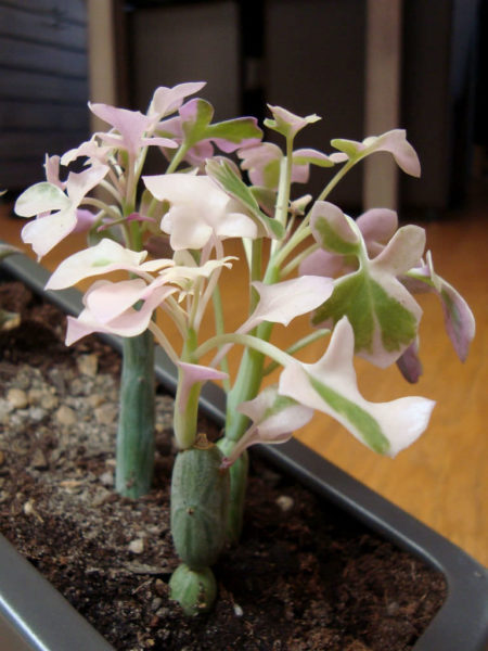Curio articulatus 'Candlelight' - World of Succulents