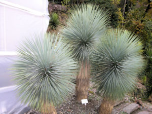 Yucca thompsoniana (Thompson's Yucca) - World of Succulents