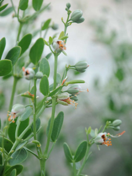 Zygophyllum fabago (Syrian Bean Caper) - World of Succulents