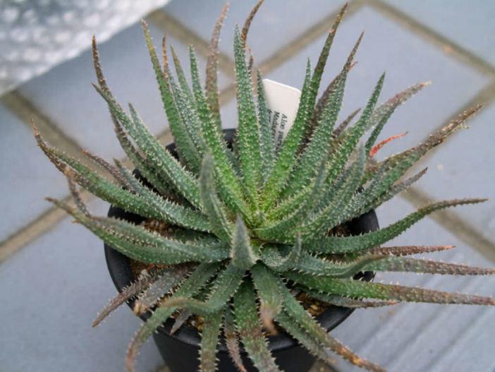 Aloe parvula - World of Succulents