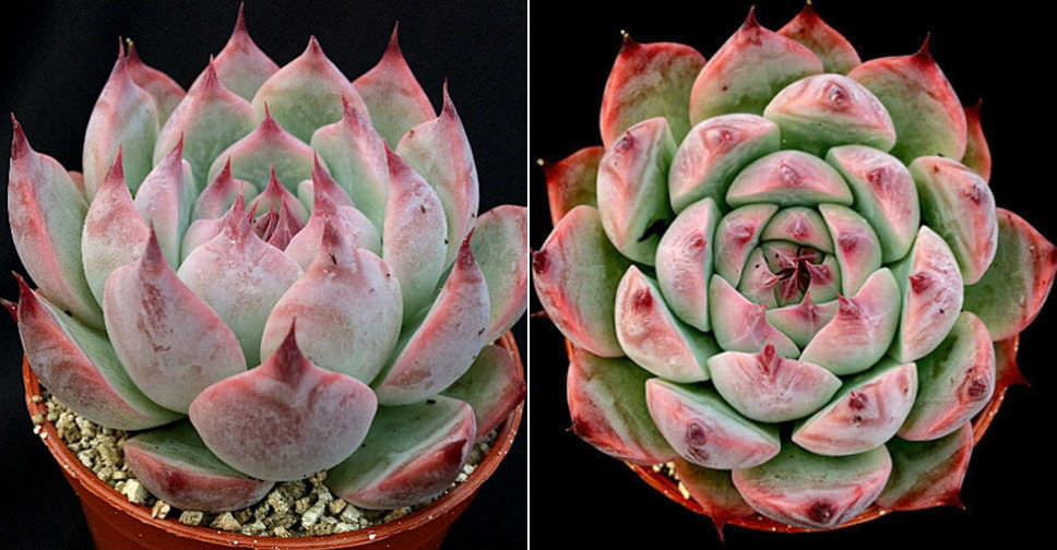 Echeveria colorata 'Haage' - World of Succulents