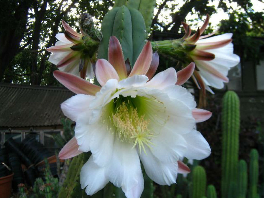 Echinopsis scopulicola - World of Succulents