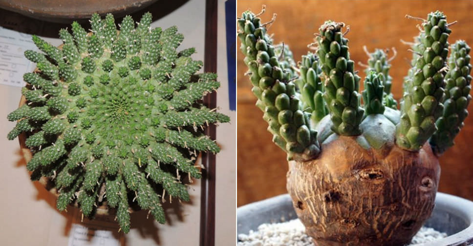 Euphorbia gamkensis - World of Succulents