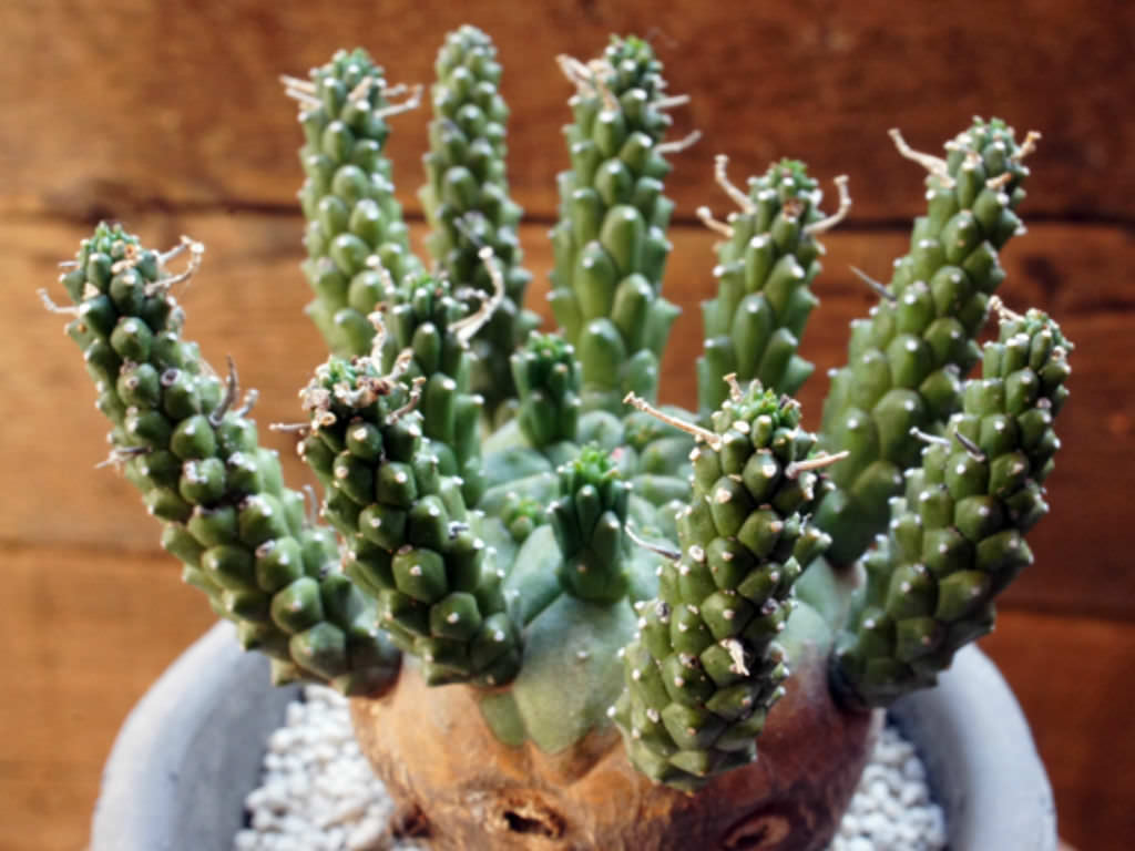 Euphorbia gamkensis - World of Succulents
