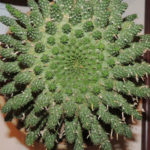 Euphorbia gamkensis - World of Succulents