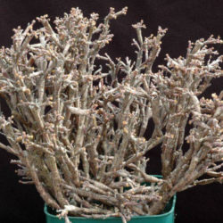 Euphorbia platyclada - Dead Plant