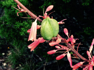Hesperaloe parviflora (Red Yucca) - World of Succulents