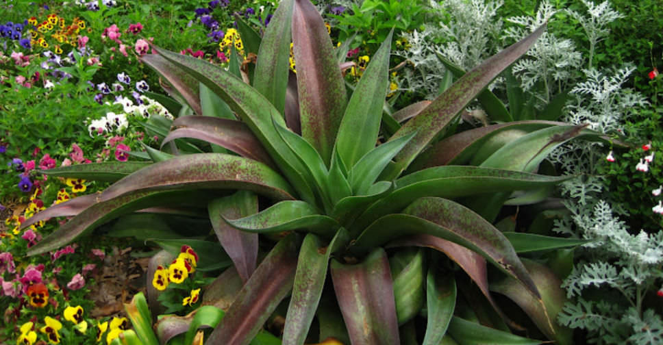 ×Mangave 'Macho Mocha' - World of Succulents
