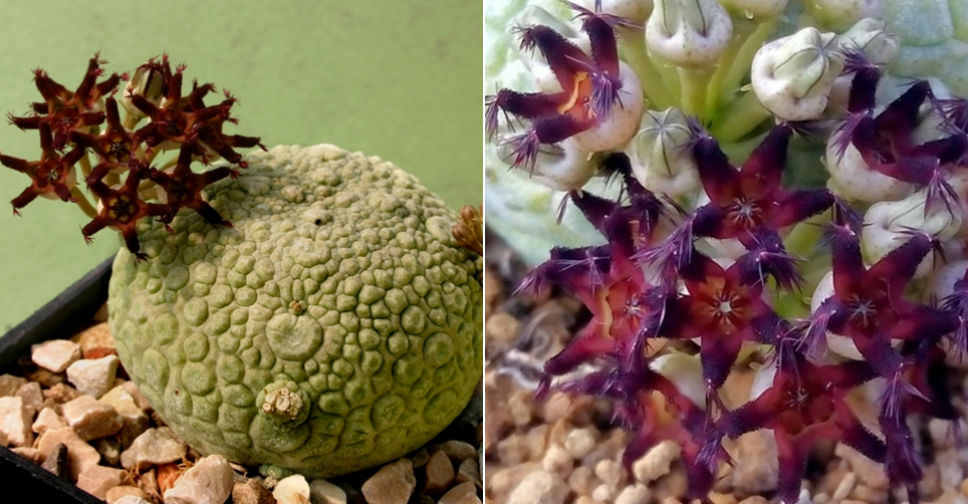 Pseudolithos migiurtinus - World of Succulents