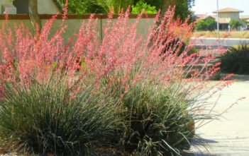 General Care | World of Succulents