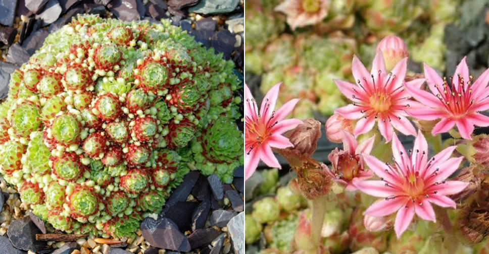Sempervivum arachnoideum f. bryoides (Cobweb Houseleek) - World of ...