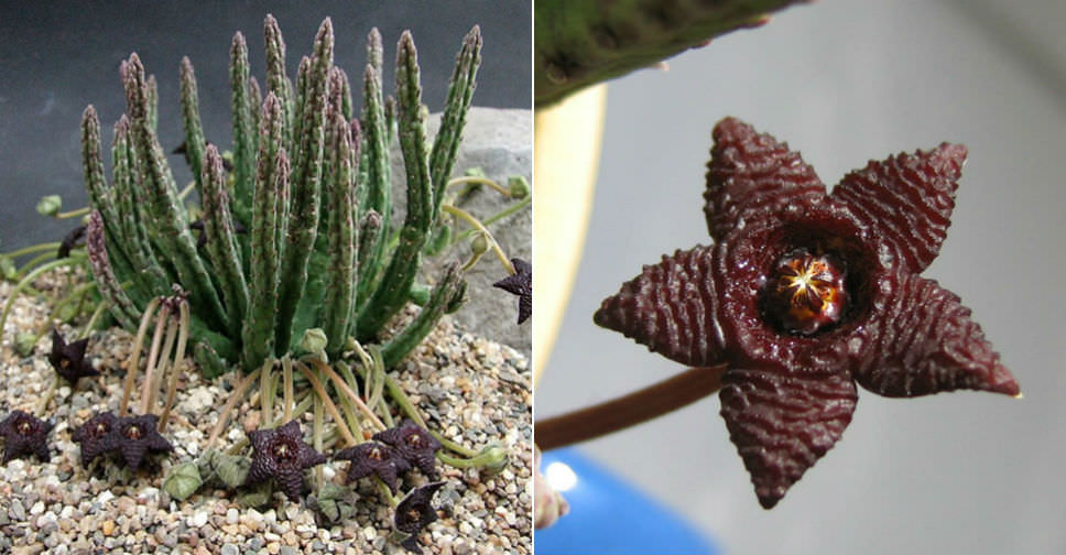 Stapelia similis (Similar Stapelia) - World of Succulents
