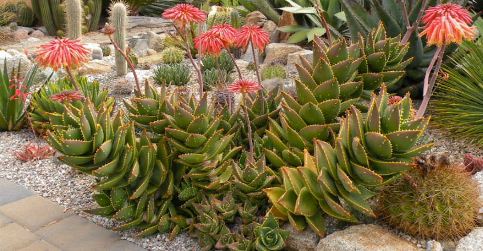 Aloe distans (Jeweled Aloe) - World of Succulents