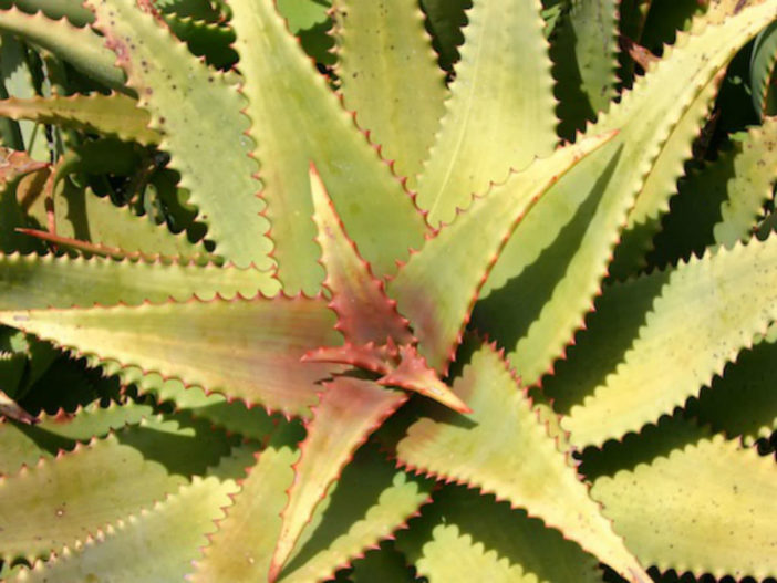 Aloe elgonica (Mt. Elgon Aloe) - World of Succulents