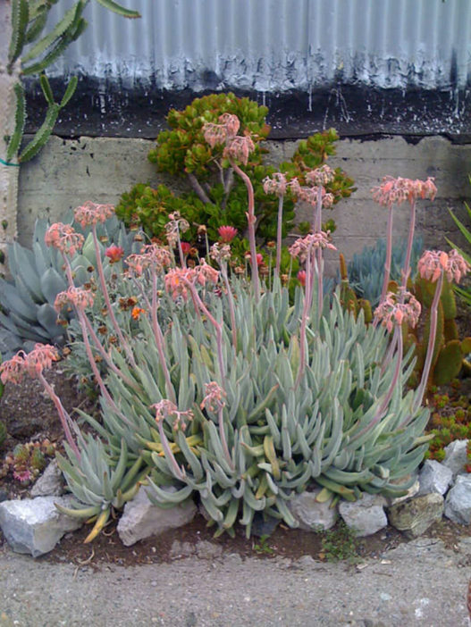 Cotyledon orbiculata var. oblonga - World of Succulents