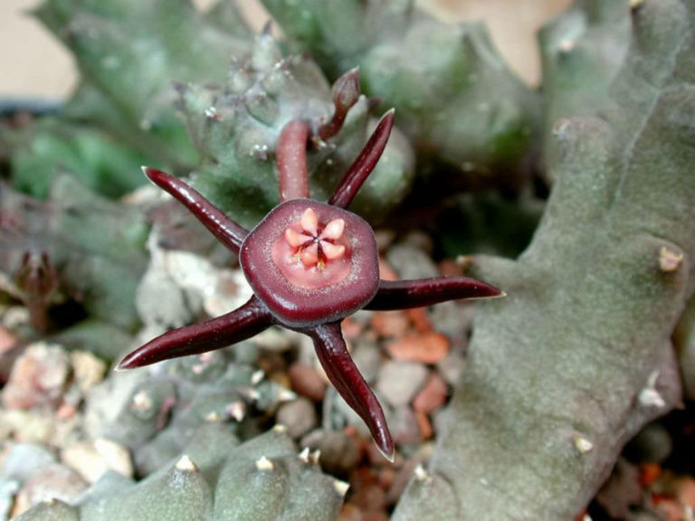 Duvalia caespitosa - World of Succulents