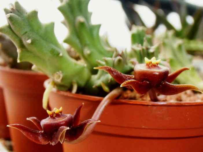 Duvalia caespitosa - World of Succulents