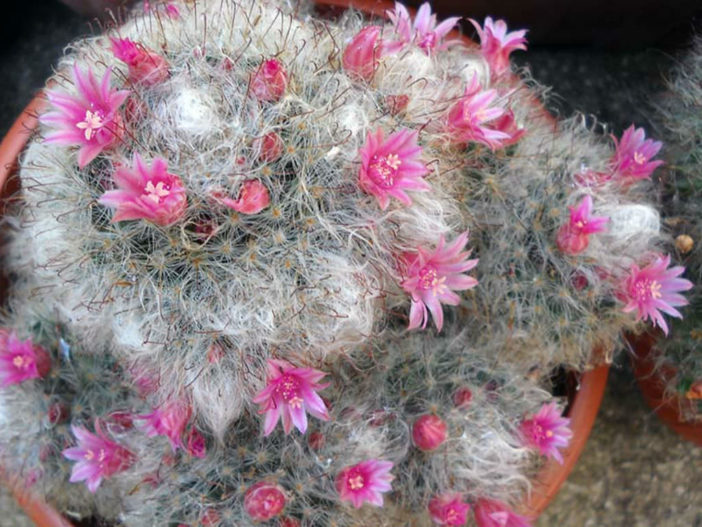 Mammillaria bocasana 'Roseiflora' (Powder Puff Cactus) - World of ...