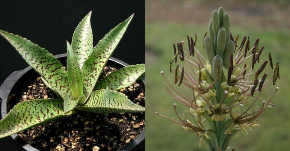 Manfreda variegata (Mottled Tuberose) - World of Succulents