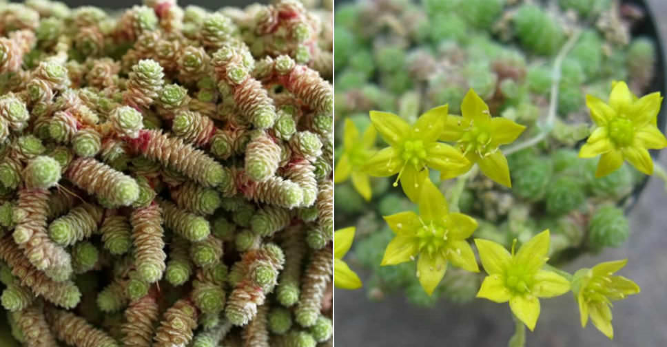 Sedum humifusum (Creeping Stonecrop) - World of Succulents