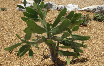 cactus | World of Succulents