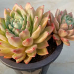 Echeveria 'Rajoya' - World of Succulents