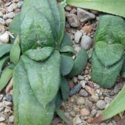 Gasteria nitida var. armstrongii (Cow Tongue) - World of Succulents
