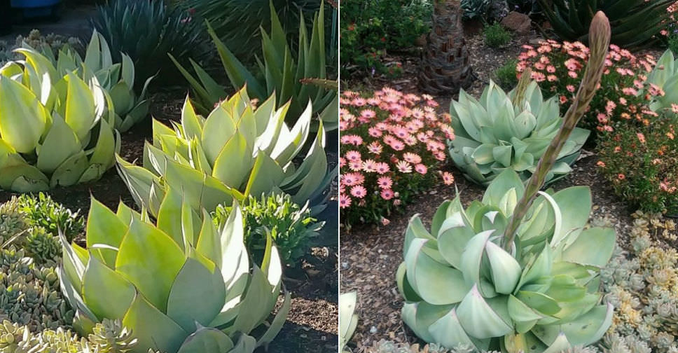 Agave mitis var. albidior (White Agave) - World of Succulents
