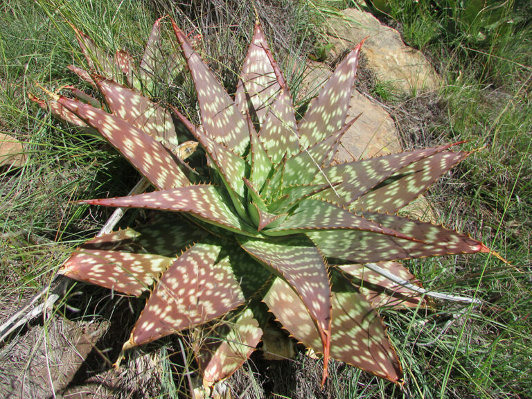 Aloe maculata (Soap Aloe) - World of Succulents