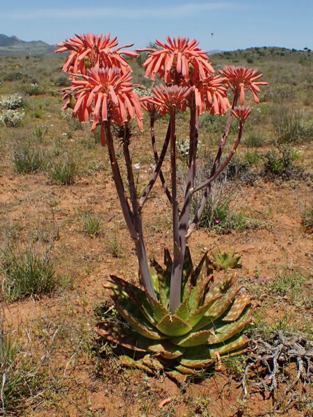 Aloe maculata (Soap Aloe) - World of Succulents