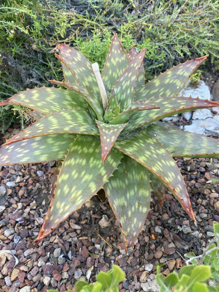 Aloe maculata (Soap Aloe) - World of Succulents