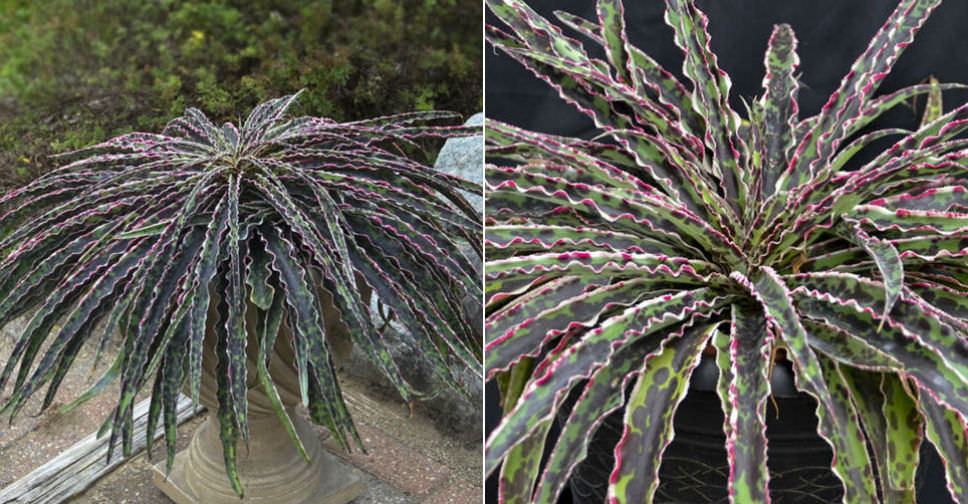 Manfreda undulata 'Cherry Chocolate Chip' - World of Succulents