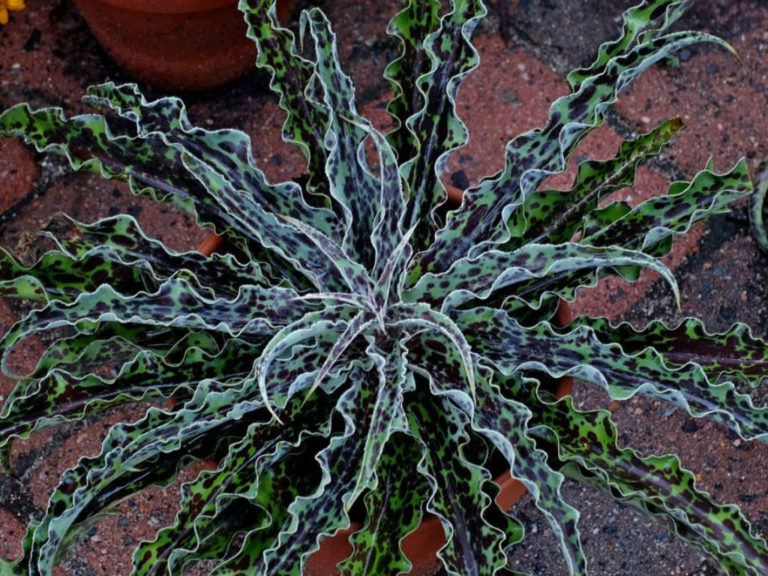 Manfreda undulata 'Mint Chocolate Chip' - World of Succulents