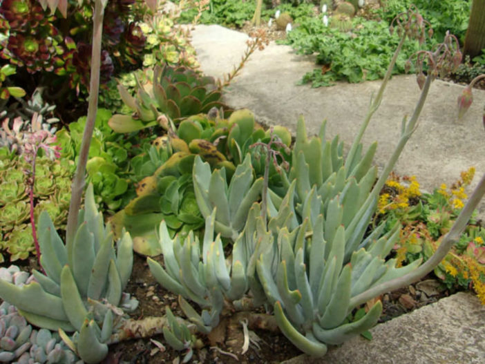 Cotyledon orbiculata var. oblonga 'Takbok' - World of Succulents